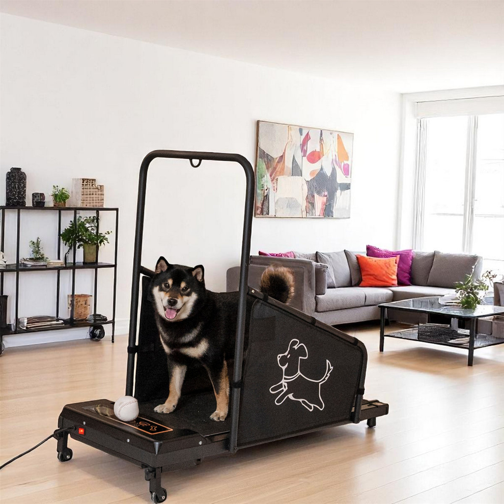 18 Best Treadmills For Dogs 2026