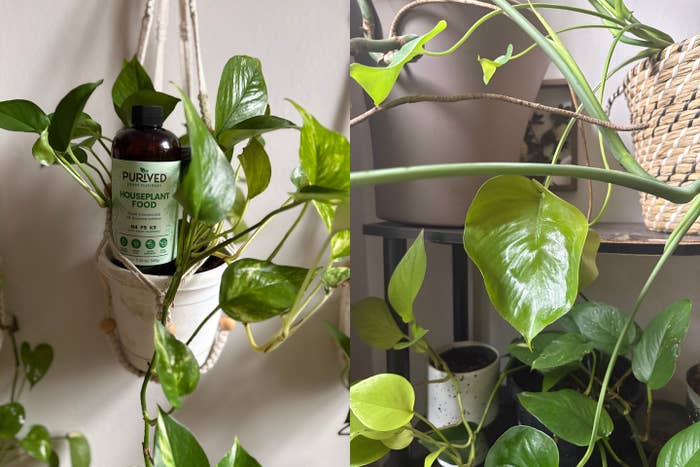 This Fertilizer Saved My Plants From The Brink Of Death