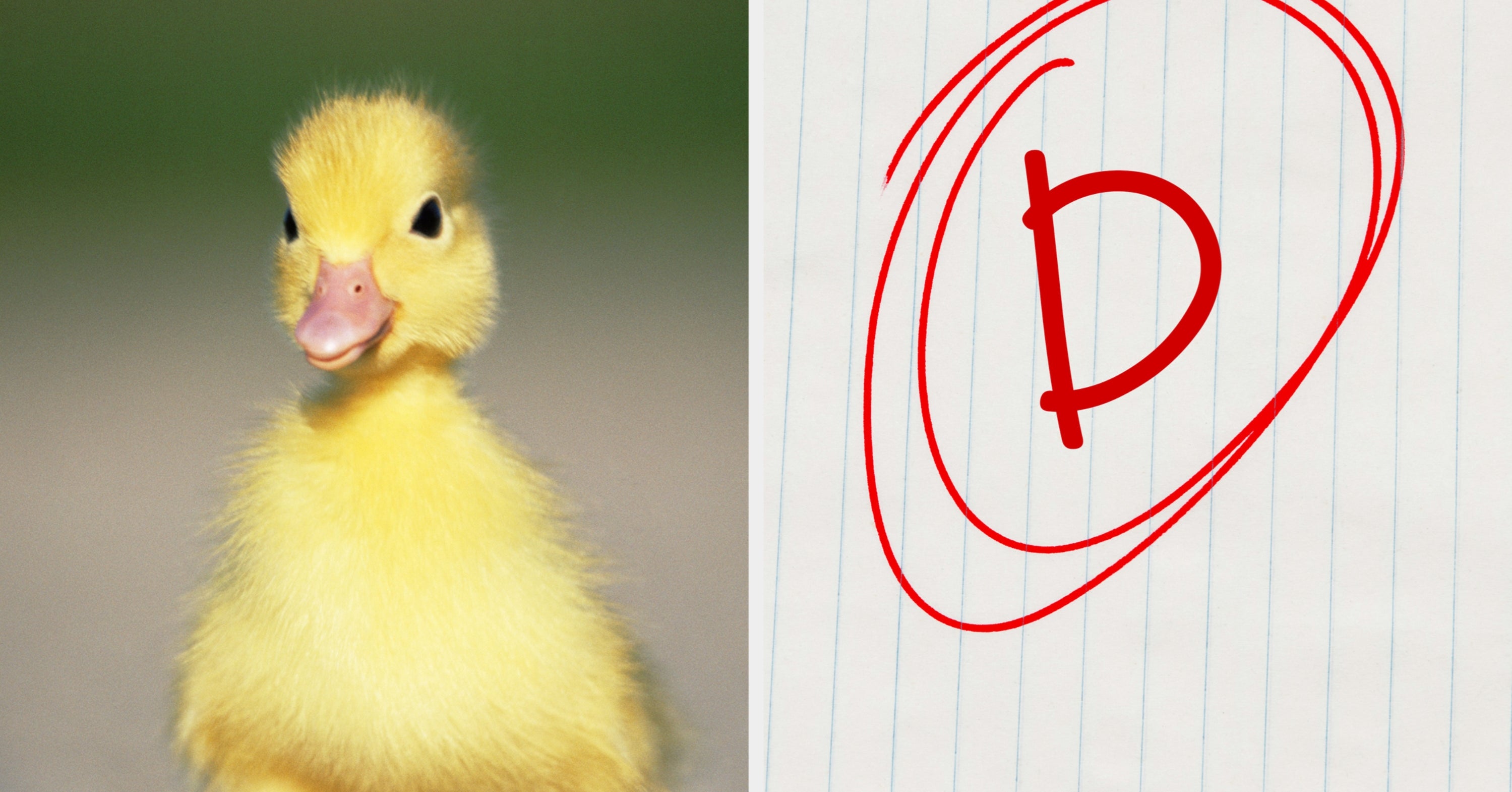 I Bet You Can't Get 5/15 On This State Bird Test- Prove Me Wrong