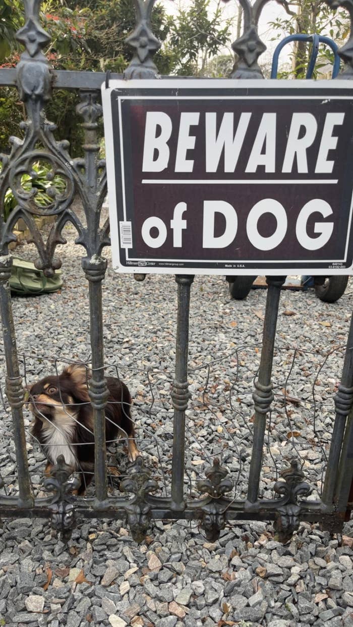 26 Dog Photos That Are Way Funnier Than They Should Be
