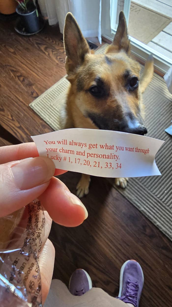 26 Dog Photos That Are Way Funnier Than They Should Be