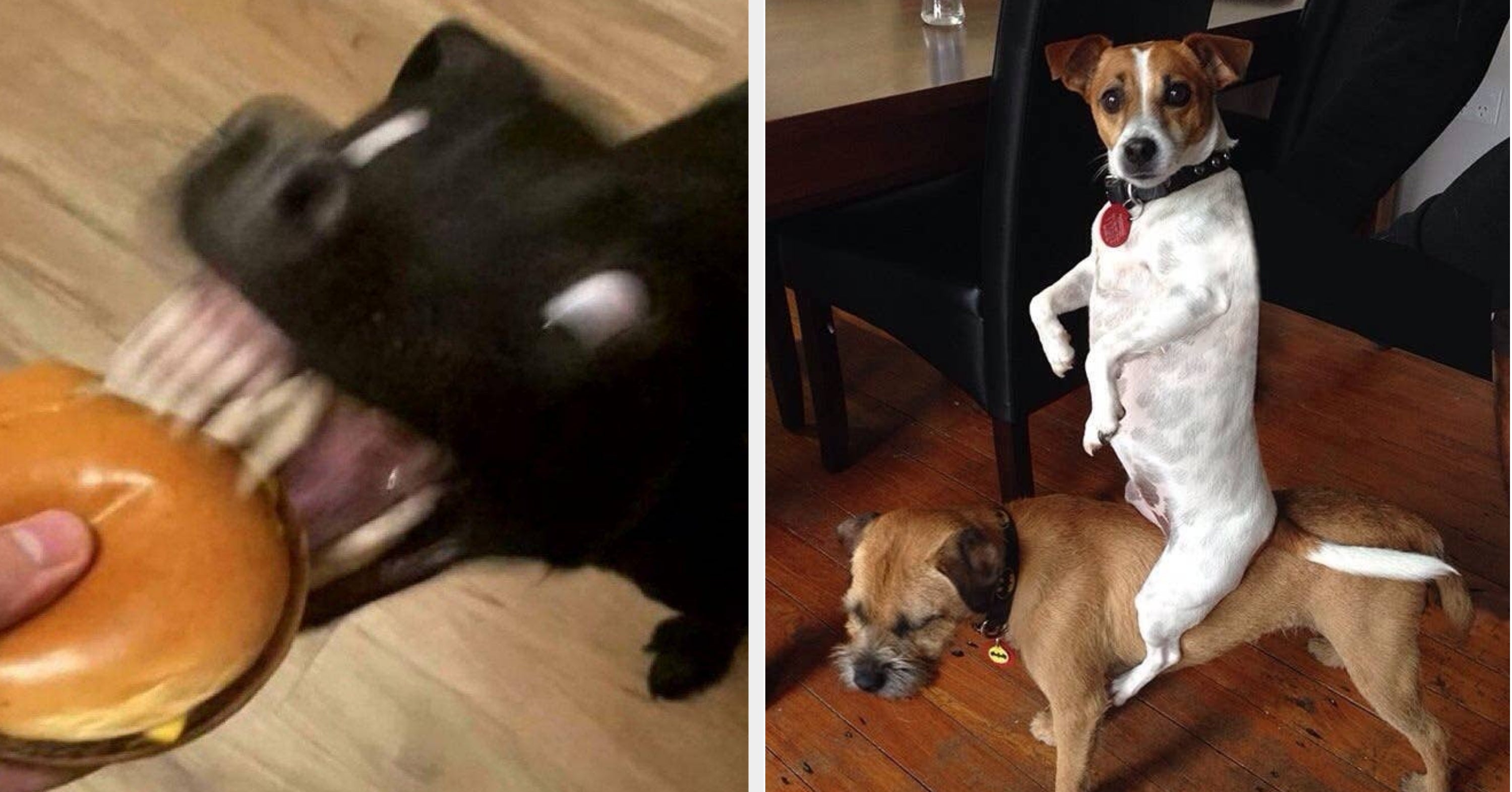 26 Dog Photos That Are Way Funnier Than They Should Be