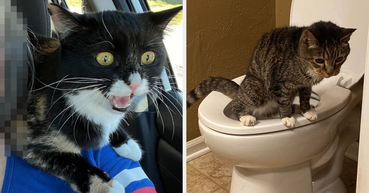 23 Cat Photos