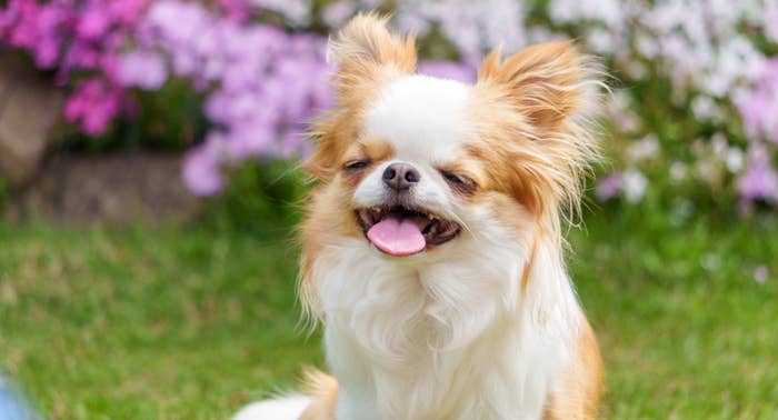 犬猫の熱中症予防に！ペットの暑さ対策グッズ5選