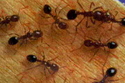 Crazy Rasberry Ants