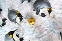 Penguin Olympics