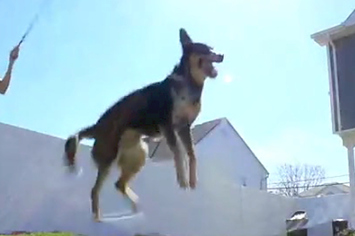 The Best Double-Dutching Dog You'll Ever See