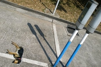 Stupid Fake Dead Dog Advertising