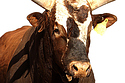 The Most Badass Bulls In Bull Riding