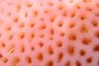 Trypophobia Makes Your Skin Crawl