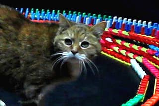 FlippyCat (flippycat) on BuzzFeed