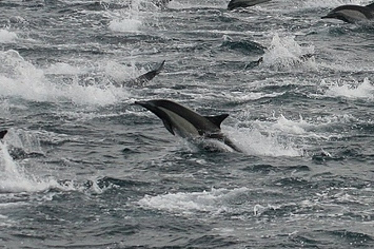 "Super Mega-Pod" Of Hundreds Of Thousands Of Dolphins Is Indeed Super Mega