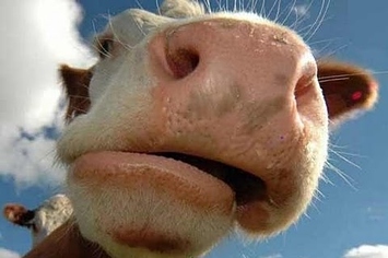 Stop What You're Doing And Listen To This Cow
