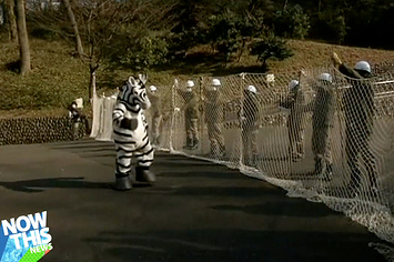 Rabid Human Zebra Contained By Japanese Zookeepers
