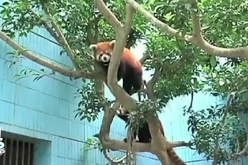 Chinese Zoo Welcomes A New Crew Of Red Pandas