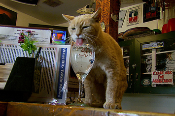 Talkeetna 'Mayor', Stubbs The Cat, Claws To Recovery