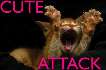 Cute Attack
