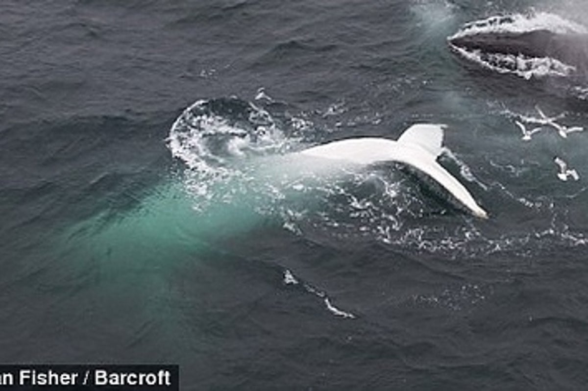 Moby Dick In Real Life