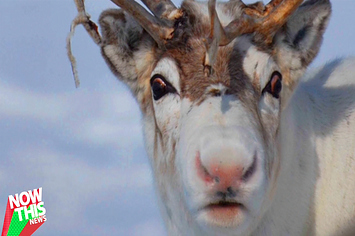 Scientific Proof For Rudolph's Red Nose