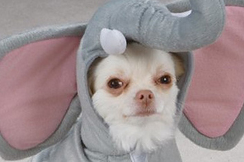 50 Most WTF Animal Pics Of The Year