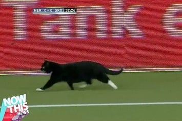 Cat Interrupts A Professional Soccer Game