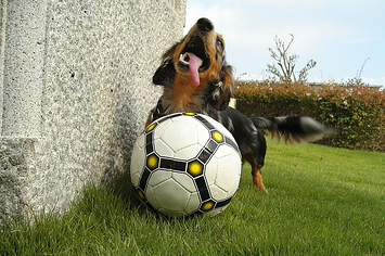 11 Pups Who Are Totally Ballin'