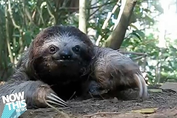 World's Slowest Sloth Attack