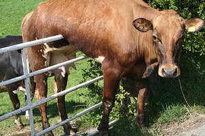 Chelsea Marshall on BuzzFeed