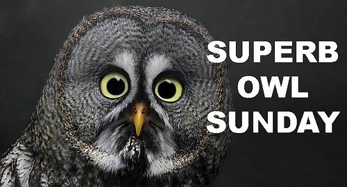 The Ultimate Superb Owl Sunday Roundup