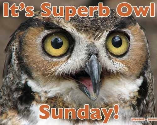 The Ultimate Superb Owl Sunday Roundup
