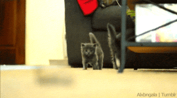 Cat Reaction Gifs For Every Situation