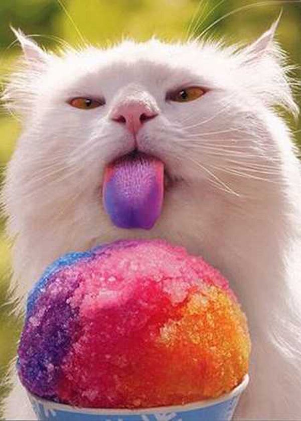 39 Cats Eating Ice Cream 39 Cats Eating Ice Cream