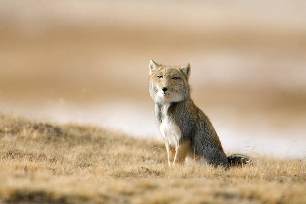 Tibetan Fox Won't Stop Judging You