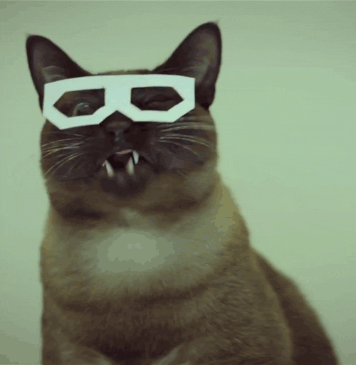 19 GIFs Of Cats Going Crazy For Treats