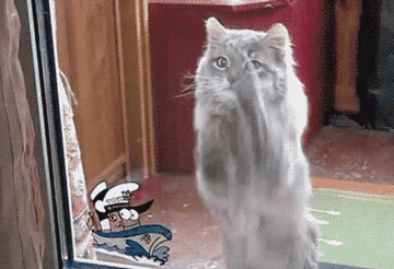 19 GIFs Of Cats Going Crazy For Treats