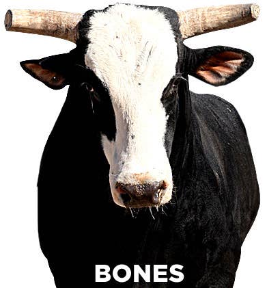 The Most Badass Bulls In Bull Riding