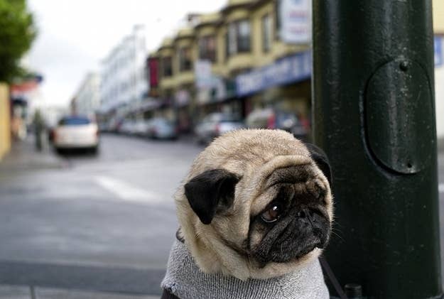 What Is This Pug So Concerned About?