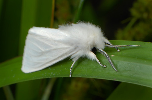20 Fluffy Moths