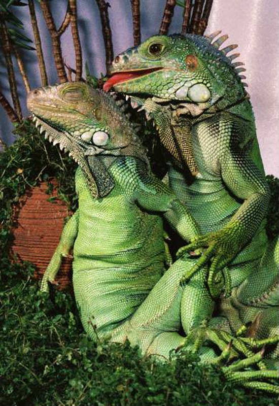 Sexual Innuendo Lizards