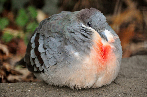 Fat Bird Of The Day, Thursday, May 17, 2012