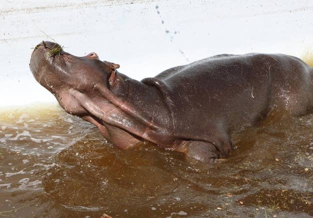 Young Hippo Dies During Attempted Rescue
