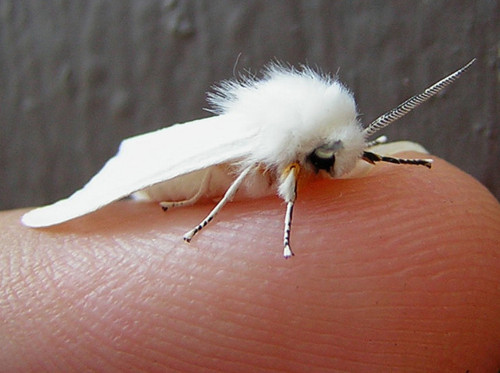 20 Fluffy Moths