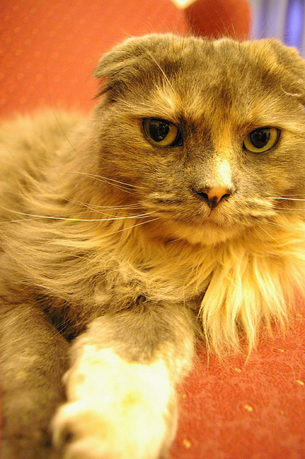 18 Delightfully Expressive Scottish Fold Cats