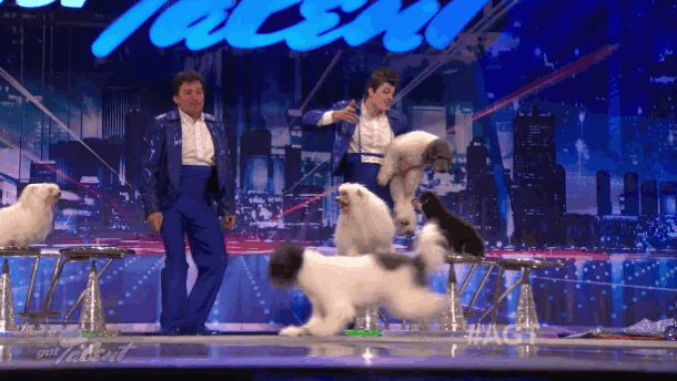 Check Out This Back Flipping Dog