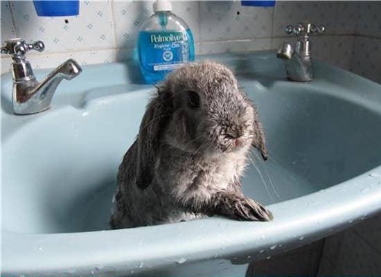 The 15 Most Adorable Pictures Of Rabbit Bathtime
