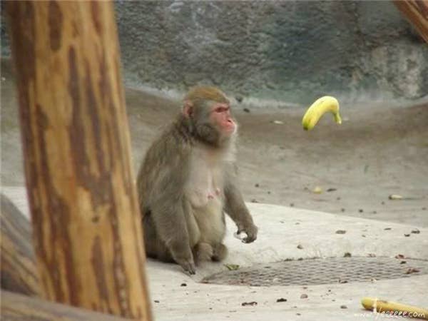 shocked monkey magic trick