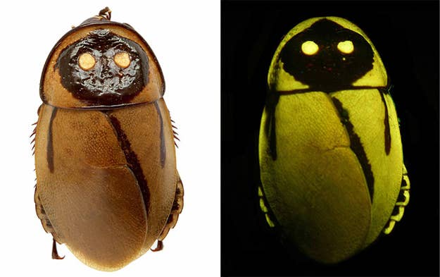 Biologists Discover Real Life Jawas In South America