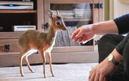 The Dik Dik Is Your New Favorite Mini Animal