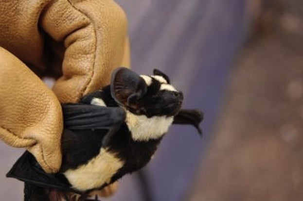 This New Bat Looks Like A Tiny Flying Badger