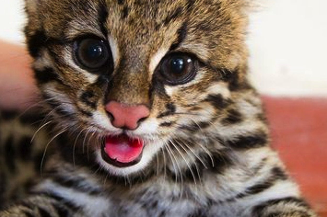 Sweet Baby J, Look At These Baby Oncilla Photos
